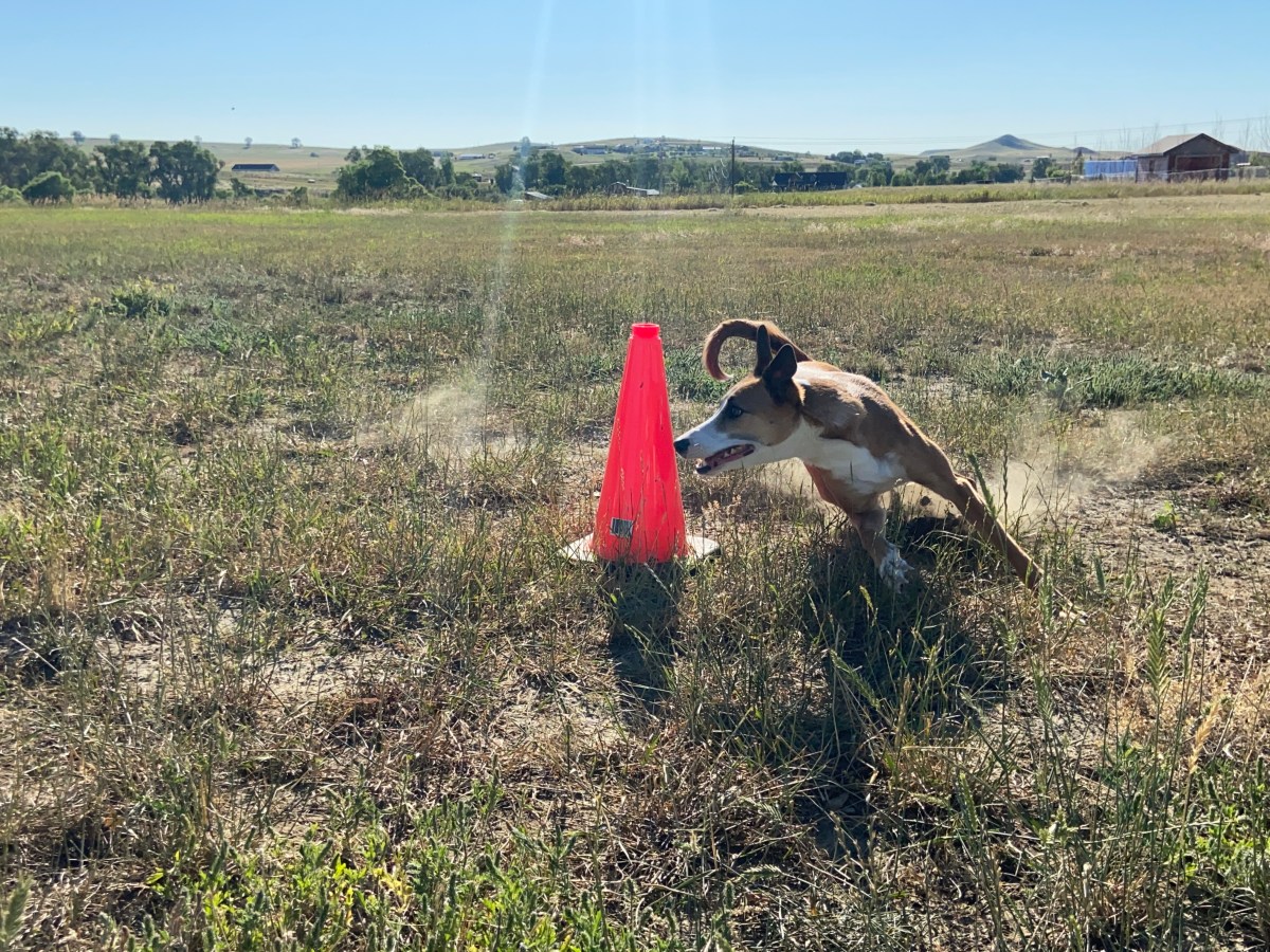 Fluid Motion Cue Series – Out 101 – Fluid Motion Agility